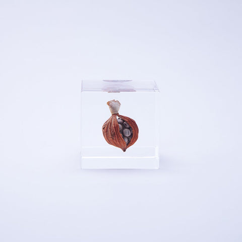 Sola Cube - Shell Ginger (Careless Caring) – THE DEA STORE