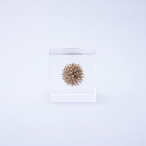 Sola Cube - Globe Thistle (Secret) – THE DEA STORE